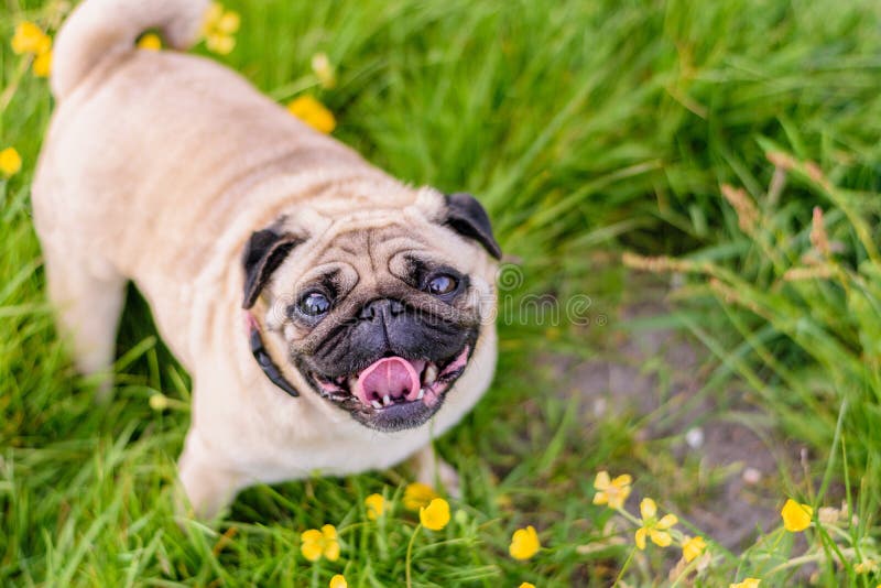 Female Pug at the Park stock image. Image of horizontal - 55811257
