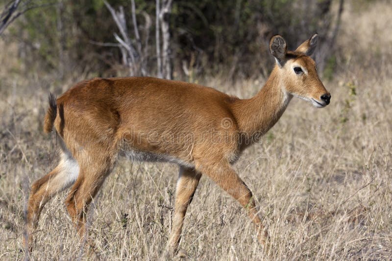 Female Puku Lying in Dry Grass in Zambia Stock Photo - Image of imaging ...