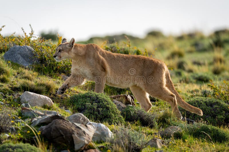 Female Puma Climbs Slope on Rocky Scrubland Stock Image - Image of ...