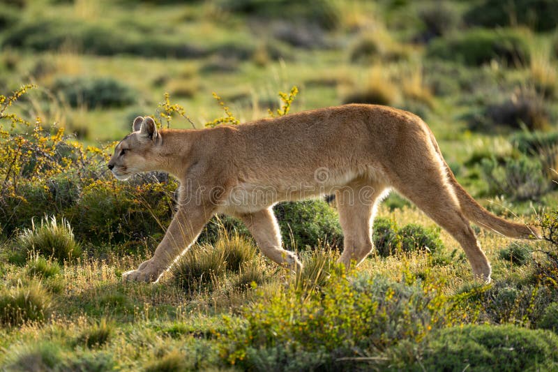 Female Puma Walks between Bushes in Scrubland Stock Photo - Image of ...