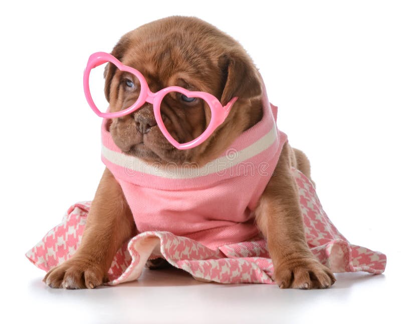 Female dog with her puppy stock image. Image of puppys - 146419391