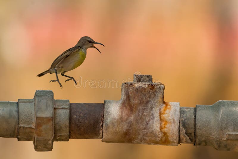 Female Purple Sunbird Jumping on Metal Pipe Stock Photo - Image of ...