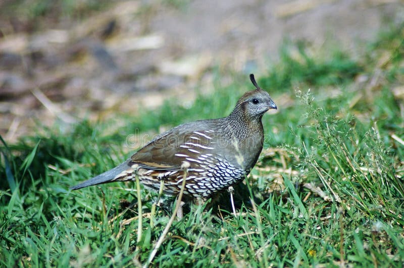 Female California Quail Looking for Food Stock Photo - Image of colors ...