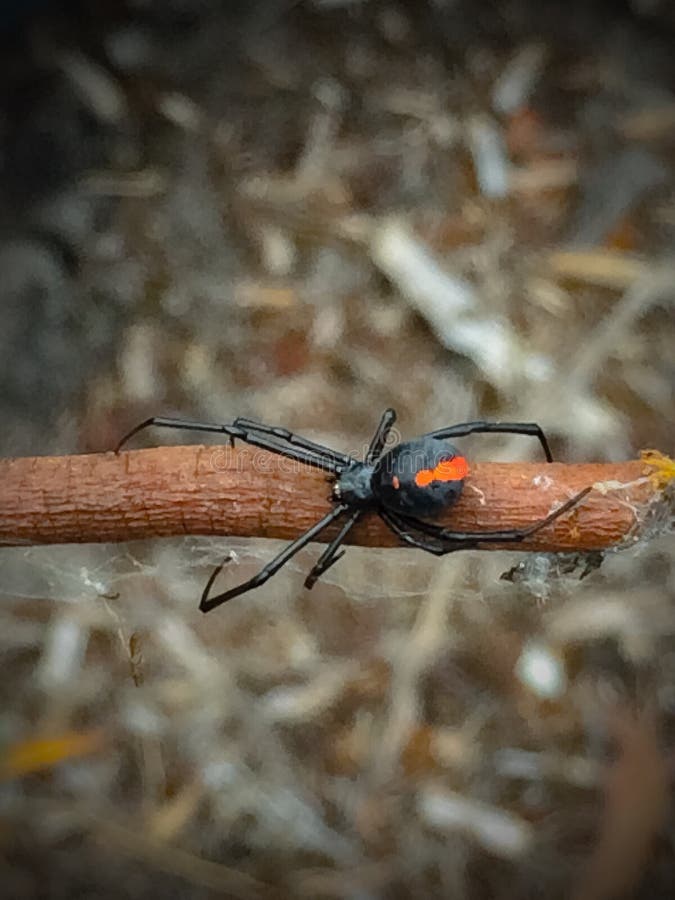 Female red back spider stock photo. Image of female, spider - 96254408