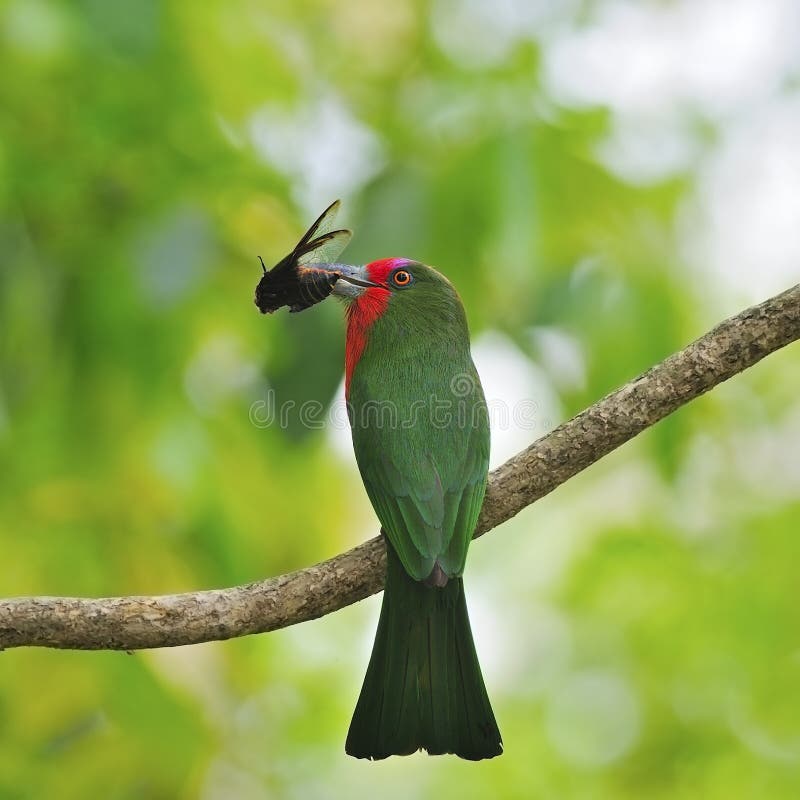 Female Red-bearded Bee-eater Stock Image - Image of quick, background ...