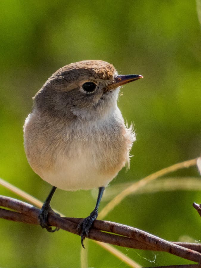 Female Red-capped Robin in Australia Stock Image - Image of imogen ...