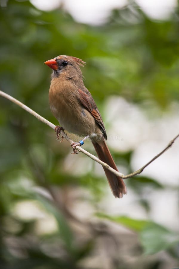Female red cardinal stock photo. Image of lady, branches - 25802894
