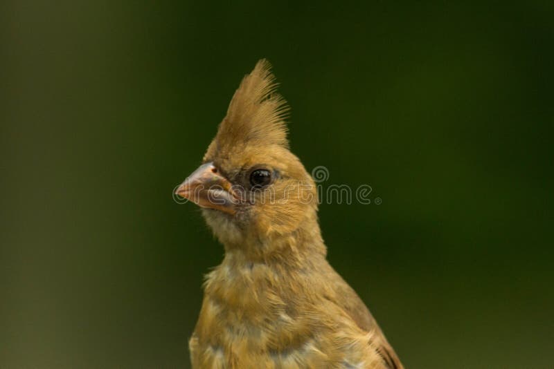 Female Red Cardinal stock photo. Image of lush, forest - 60397574