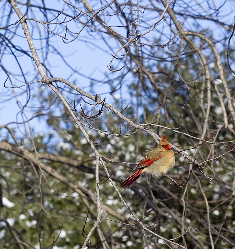 Female Red Cardinal in Tree Stock Photo - Image of winter, cardinal ...