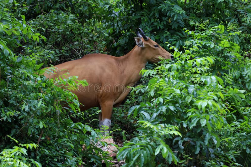 The Female Red Cow in Nature Garden Stock Image - Image of horn ...