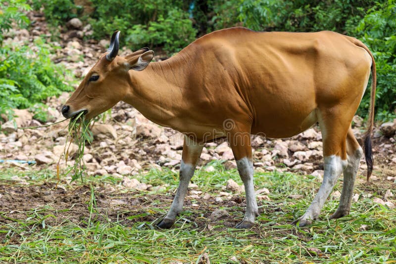The Female Red Cow in Nature Garden Stock Image - Image of horn, beauty ...