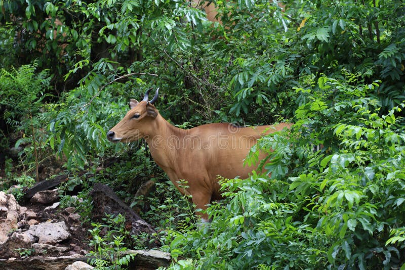 The Female Red Cow in Nature Garden Stock Image - Image of horned ...