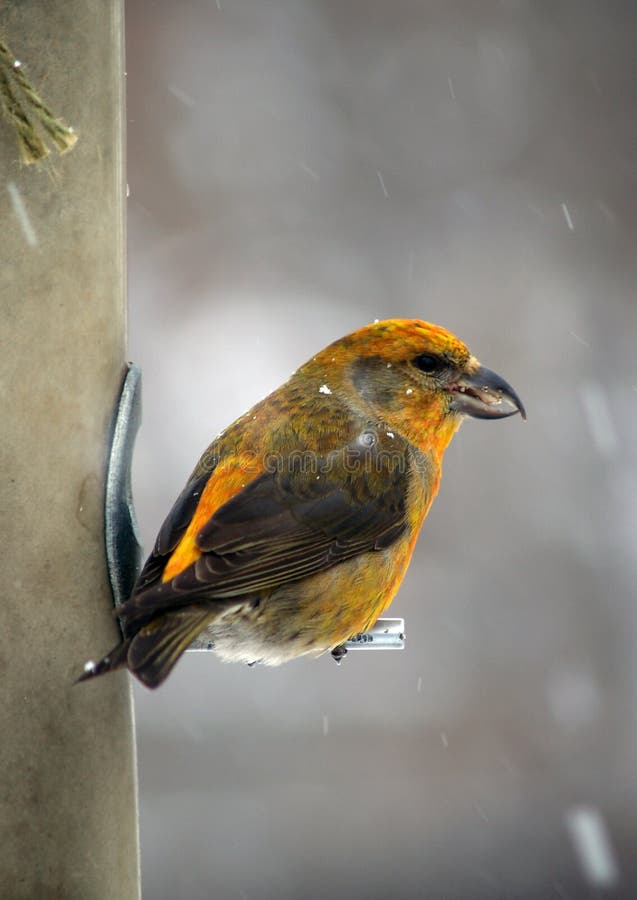 Female Red Crossbill stock image. Image of bird, chowing - 8415503