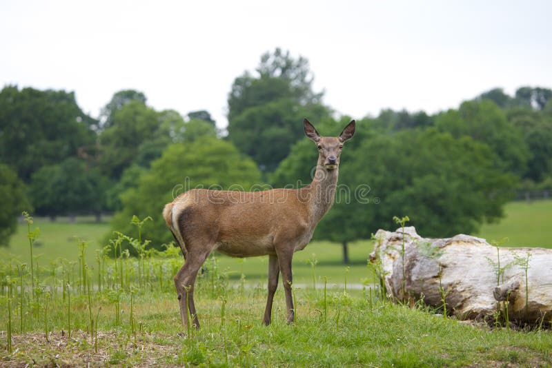 Female Red Deer stock image. Image of wildlife, culling - 33928083