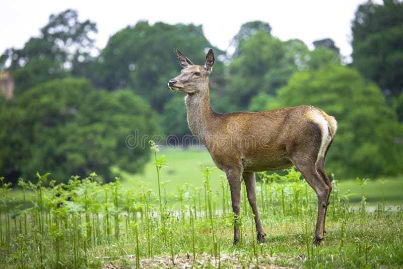 Female Red Deer stock image. Image of fighting, mist - 33928099