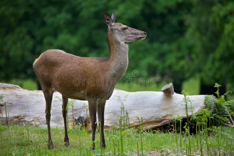 Female Red Deer stock image. Image of fighting, savannah - 33928119