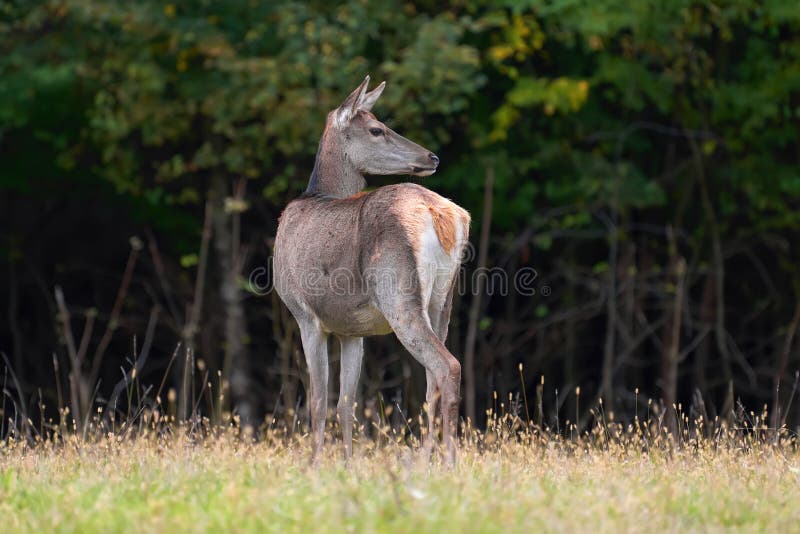 Female Red Deer in the Natural Environment Stock Image - Image of ...