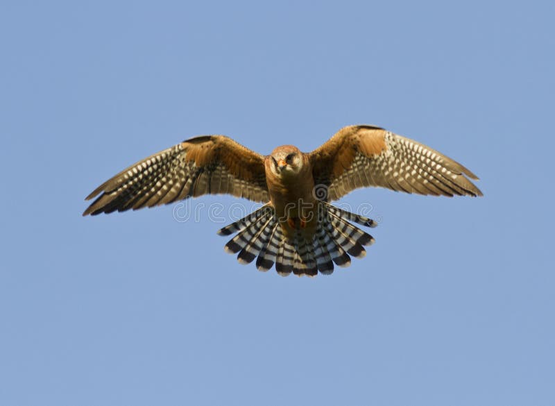 Soaring Red Tail Hawk stock image. Image of tail, searching - 6533011