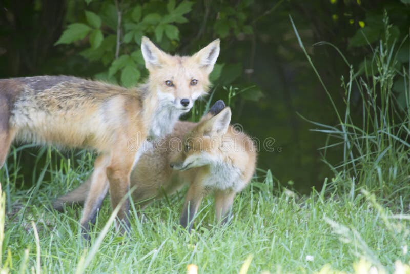 Female Red Fox with Its Young Stock Image - Image of grassy, shedding ...