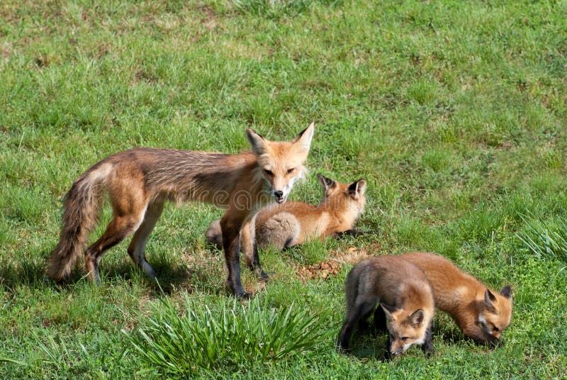 6+ Cute fox pups Free Stock Photos - StockFreeImages