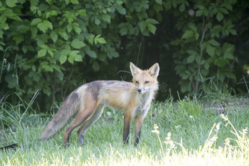 Female red fox in a meadow stock image. Image of stands - 117420729