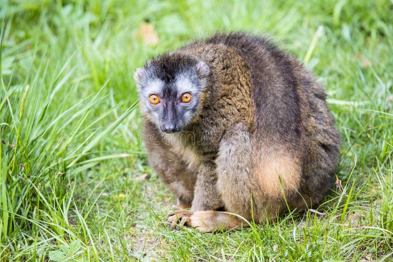 Female Red-fronted Lemur, Eulemur Fulvus Rufus, Stock Photo - Image of ...