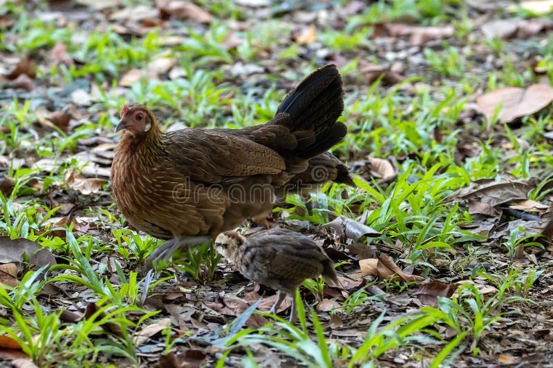 Female Red Junglefowl, Gallus Gallus, with a Chick Stock Image - Image ...
