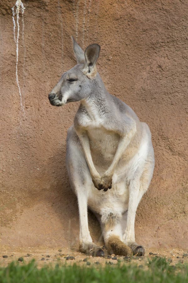 Female Red Kangaroo, Megaleia Rufa, with Her Baby in Her Bag Stock ...
