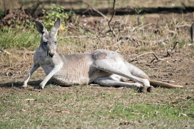 A red kangaroo resting stock image. Image of nature - 148527525