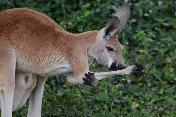 674 Kangaroo Feet Stock Photos - Free & Royalty-Free Stock Photos from ...