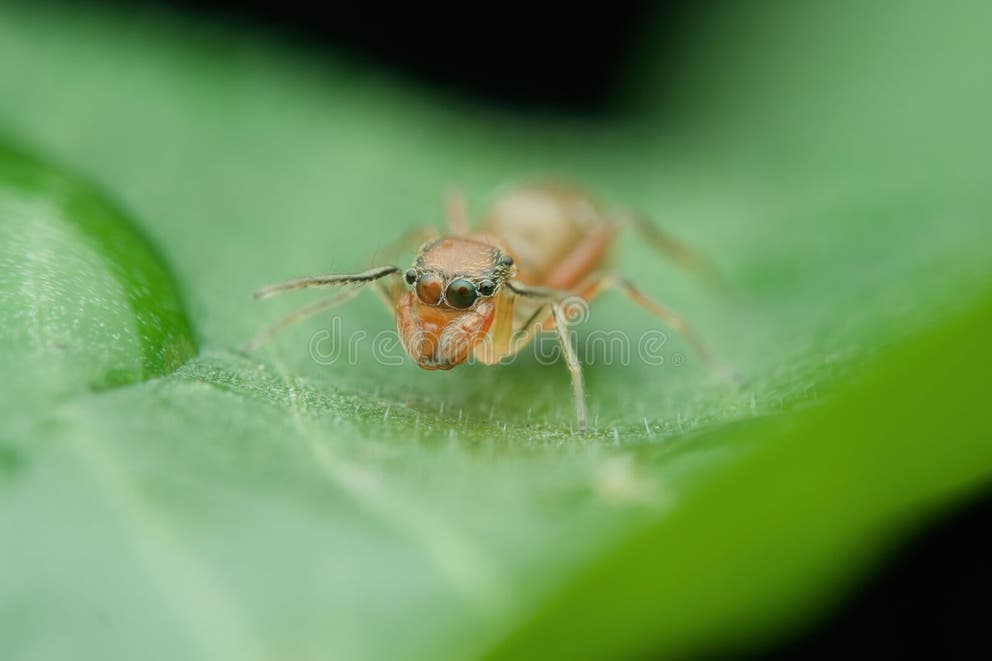 Female Red Mimic Ant Spider Stock Photo - Image of animals, animal ...