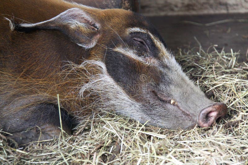 Female Red River Hog Asleep Stock Photo - Image of close, mammal: 18137626