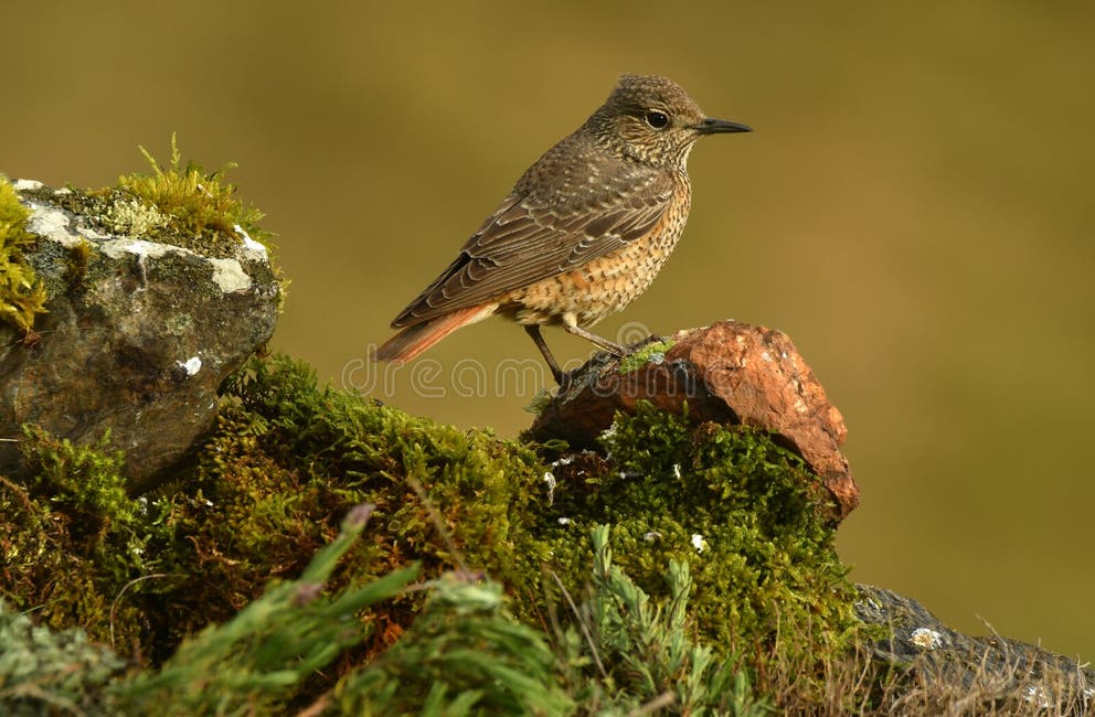 Female Red Rock Thrush on the Mountain in Spring Stock Image - Image of ...