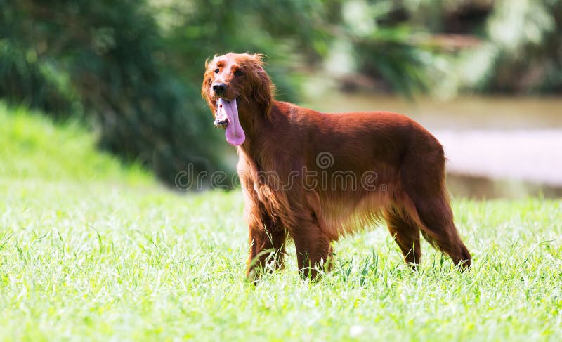 Female Red Setter stock photo. Image of tail, outdoor - 44382042