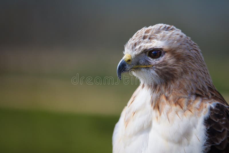 Harris hawk full body stock photo. Image of falconry - 25867270