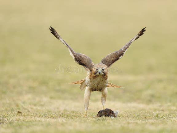 Female Red-tailed Hawk with Squirrel Stock Photo - Image of talon, bird ...