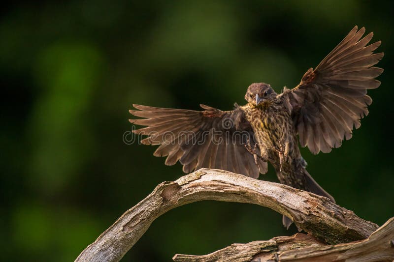 Female Red Winged Blackbird in Flight Stock Image - Image of flight ...
