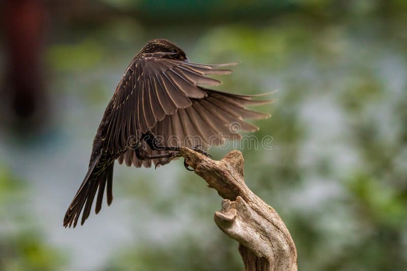 Female Red Winged Blackbird Flying To Perch Stock Image - Image of ...