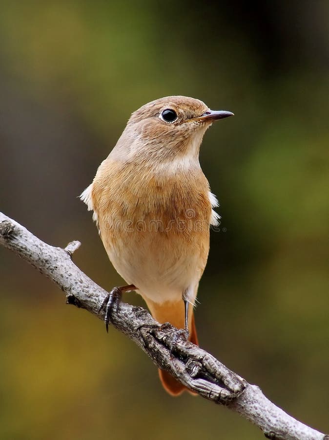 Female redstart stock image. Image of look, woodland, green - 7022467