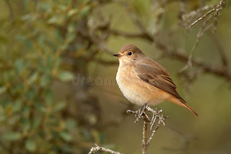 A female redstart stock photo. Image of blue, rests - 237557802