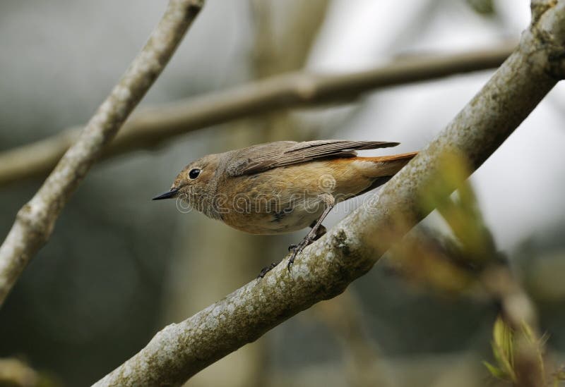 Female Redstart stock image. Image of wildlife, passerine - 32205163