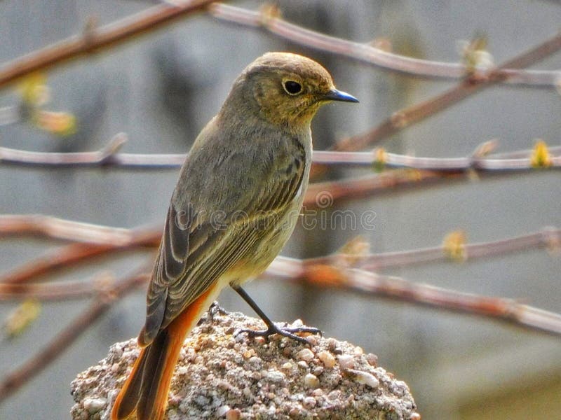 Female Redstart on a Stone stock photo. Image of wing - 232265042