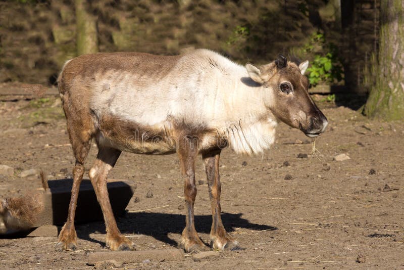 Female Reindeer, Rangifer Tarandus, with Growing Antlers Stock Photo ...