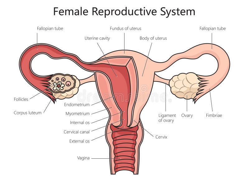 Female Reproduction System Illustration Drawing Engraving Ink Line