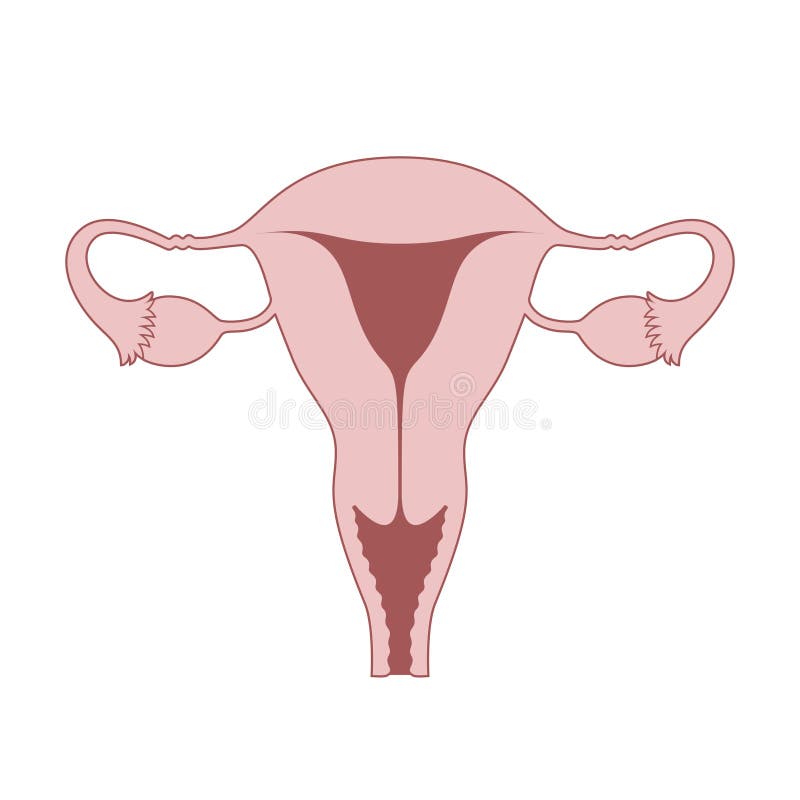 Reproductive Organs Of A Woman Female Genitalia Stock Illustration