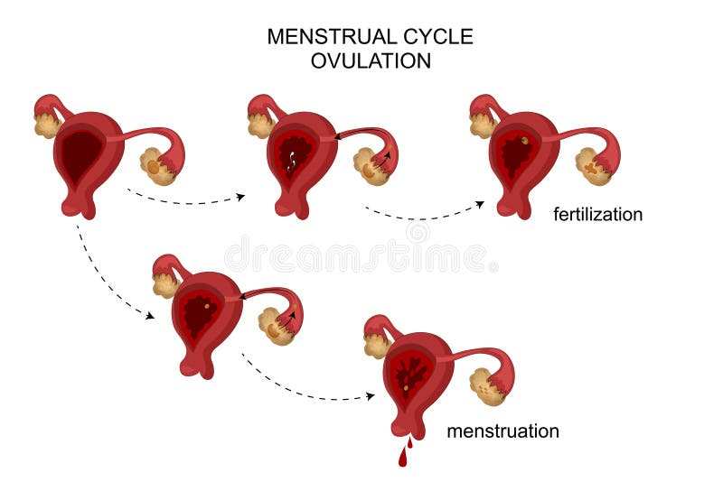 The Female Reproductive Organs. Menstrual Cycle. Stock Vector ...