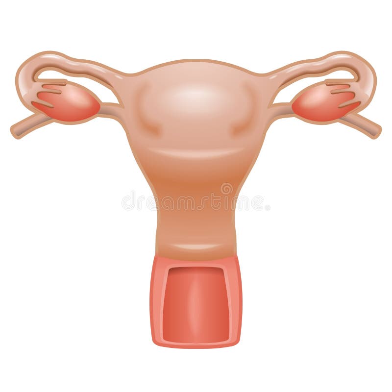 Female Reproductive System Stock Vector Illustration Of Vagina 23204304