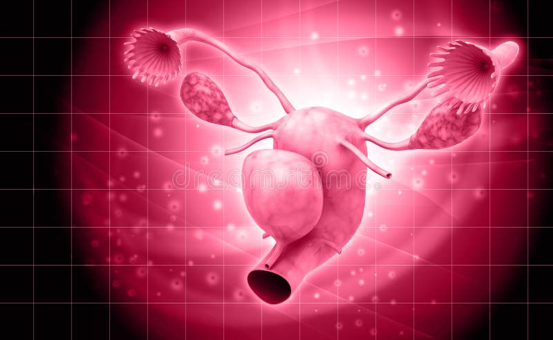 Female reproductive system stock illustration. Illustration of female ...