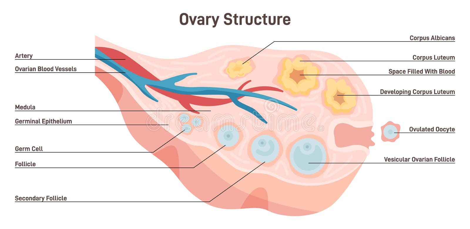 Anatomy Of The Female Breast Mammary Gland Duct And Lobule Structure