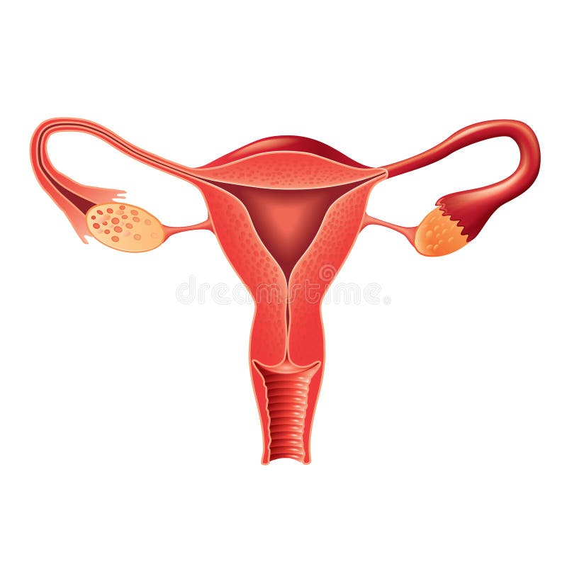 Female Reproductive Organ Uterus Stock Illustrations 3 267 Female